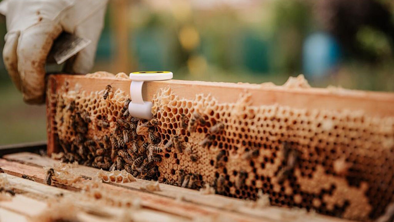 BeeHero Uses IoT Sensor Technology to Save Bees - Silicon Labs