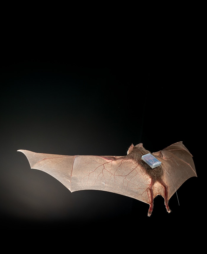 IoT Heroes Create Wireless Network to Study Bats - Silicon Labs